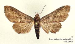 Papua Insects Foundation (Lepidoptera/Euteliinae thumbnails)